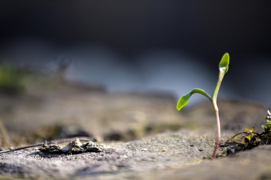 Neuanfang bilder – Bläddra bland 17,521 stockfoton, vektorer och videor ...