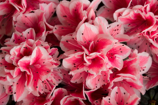 Azalea Bilder – Durchsuchen 67,835 Archivfotos, Vektorgrafiken und ...