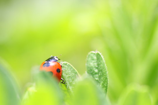 รูปภาพGaebul – เลือกดูภาพถ่ายสต็อก เวกเตอร์ และวิดีโอ748 | Adobe Stock