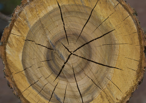 "Radial Cracks" Images – Browse 72 Stock Photos, Vectors, and Video ...