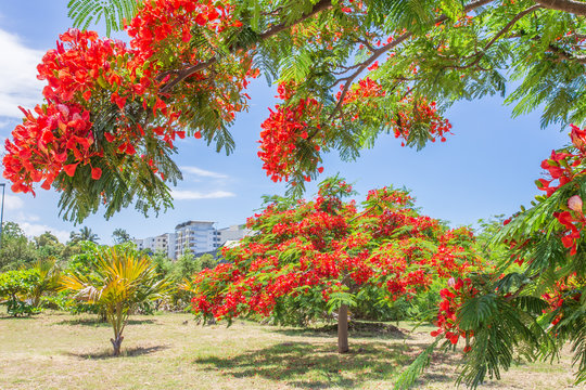 รูปภาพKrishnachura – เลือกดูภาพถ่ายสต็อก เวกเตอร์ และวิดีโอ8,818 ...