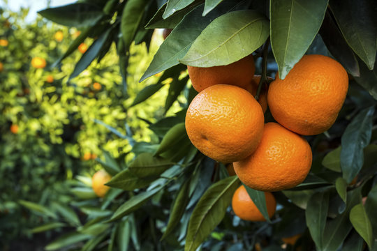 รูปภาพTuruncu – เลือกดูภาพถ่ายสต็อก เวกเตอร์ และวิดีโอ3,217 | Adobe Stock