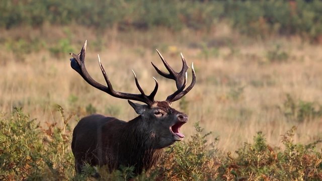 "Red Deer" Images – Browse 80,374 Stock Photos, Vectors, and Video ...