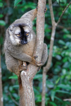 Avahi Images – Browse 62 Stock Photos, Vectors, and Video | Adobe Stock