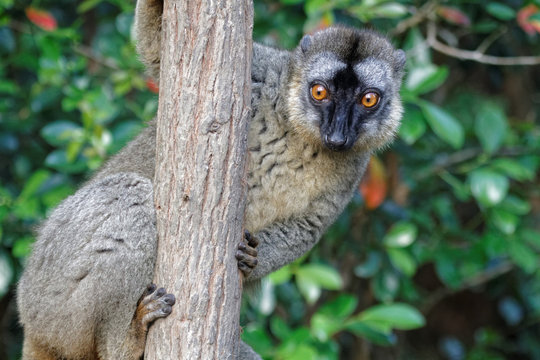 Avahi Images – Browse 31 Stock Photos, Vectors, and Video | Adobe Stock