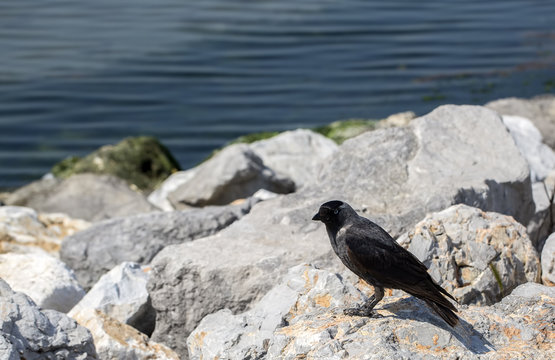 Karga Images – Browse 57 Stock Photos, Vectors, and Video | Adobe Stock