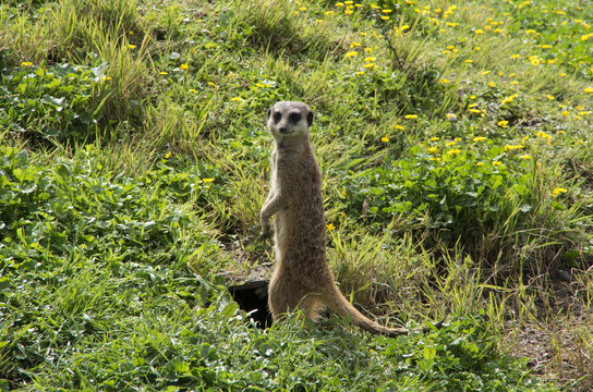 「Mirket」の写真素材 | 45件の無料イラスト画像 | Adobe Stock