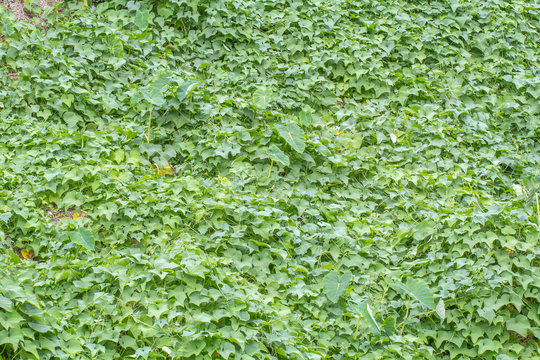 Chouchoux bilder – Bläddra bland 112 stockfoton, vektorer och videor ...