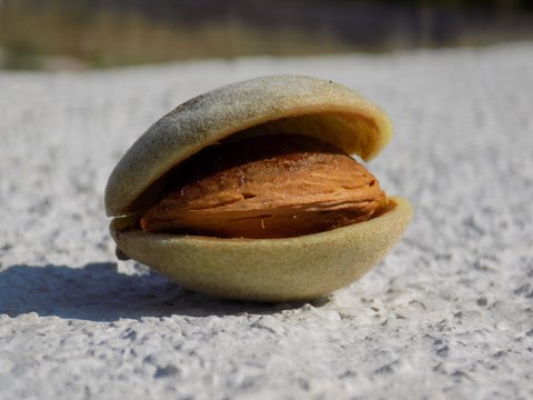 รูปภาพNutshell – เลือกดูภาพถ่ายสต็อก เวกเตอร์ และวิดีโอ201,265 | Adobe ...