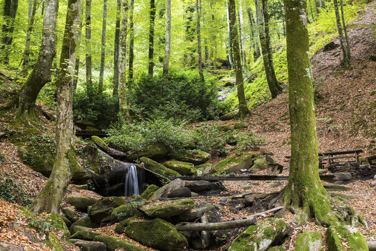 "Orman " Bilder – Durchsuchen 4,970 Archivfotos, Vektorgrafiken und ...