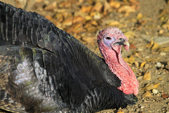 Imágenes de Dindon: descubre bancos de fotos, ilustraciones, vectores y ...