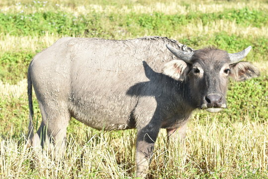 รูปภาพTamaraw – เลือกดูภาพถ่ายสต็อก เวกเตอร์ และวิดีโอ156 | Adobe Stock