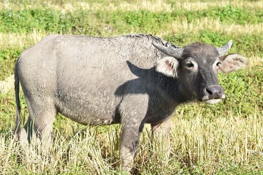 Philippine Tamaraw