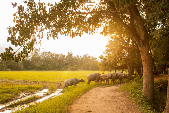 รูปภาพViwe – เลือกดูภาพถ่ายสต็อก เวกเตอร์ และวิดีโอ1,135 | Adobe Stock