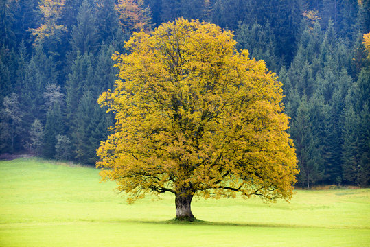 Ahornbaum bilder – Bläddra bland 2,251 stockfoton, vektorer och videor ...
