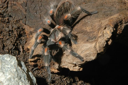 47 MEILLEURES Migale IMAGES, PHOTOS ET ILLUSTRATIONS VECTORIELLES STOCK ...