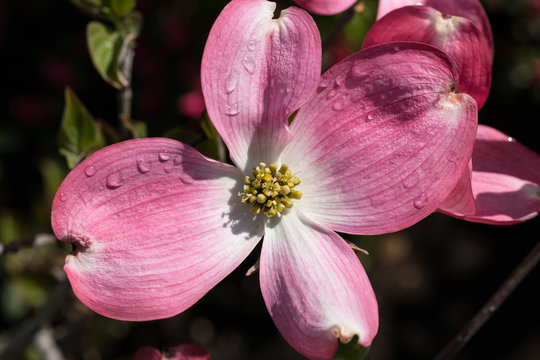 "Deciduo Images – Browse 56 Stock Photos, Vectors, and Video | Adobe Stock