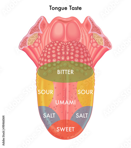 "papille gustative" fichier vectoriel libre de droits sur la banque d ...