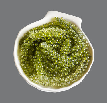 Ararusip Images – Browse 32 Stock Photos, Vectors, and Video | Adobe Stock