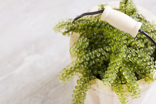 Ararusip Images – Browse 32 Stock Photos, Vectors, and Video | Adobe Stock