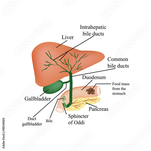 "The anatomical structure of the liver, gallbladder, bile ducts and ...