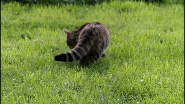 "Scottish Wildcat" Images – Browse 507 Stock Photos, Vectors, and Video ...
