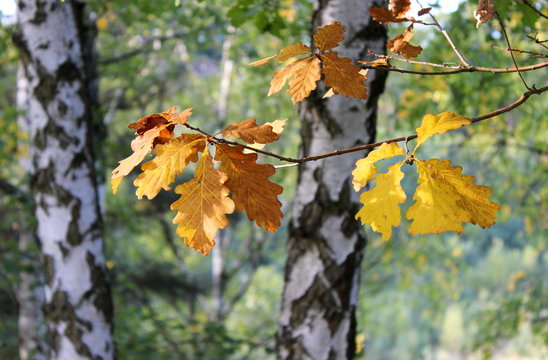 「Eichenast」の画像 - 81 件の Stock 写真、ベクターおよびビデオ | Adobe Stock