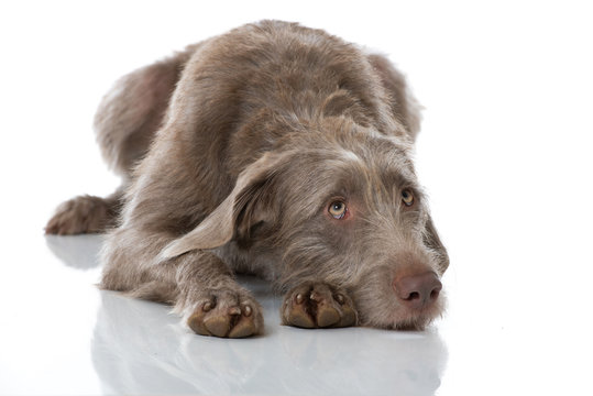 "Grauer Hund" Images – Browse 15 Stock Photos, Vectors, and Video ...