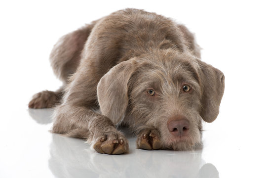 "Grauer Hund" Images – Browse 15 Stock Photos, Vectors, and Video ...