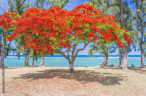 "flamboyant rouge fleuri, Saint-Leu, île de la Réunion" photo libre de ...