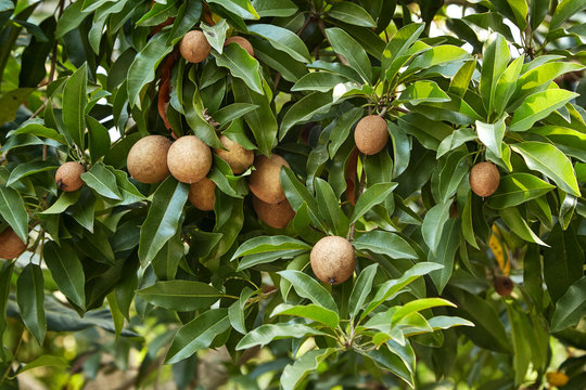 รูปภาพSapodilla – เลือกดูภาพถ่ายสต็อก เวกเตอร์ และวิดีโอ4,700 | Adobe Stock