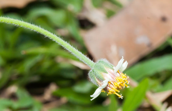 "Tridax Procumbens" Images – Browse 1,475 Stock Photos, Vectors, and ...
