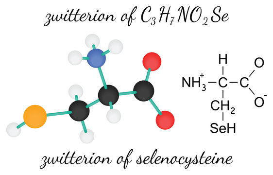 Selenocystein bilder – Bläddra bland 74 stockfoton, vektorer och videor ...