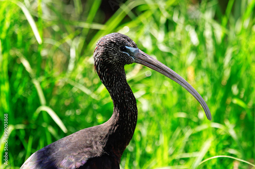 "ibis uccello di palude sudafrica" Stock photo and royalty-free images ...
