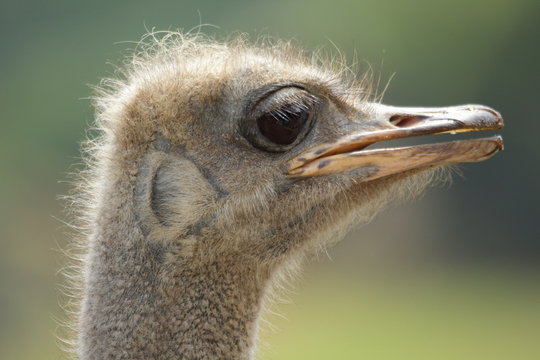 Avestruz Images – Browse 808 Stock Photos, Vectors, and Video | Adobe Stock