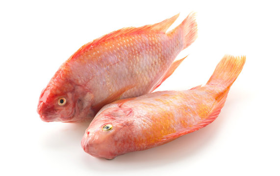 "Red Tilapia" Images – Browse 911 Stock Photos, Vectors, and Video ...