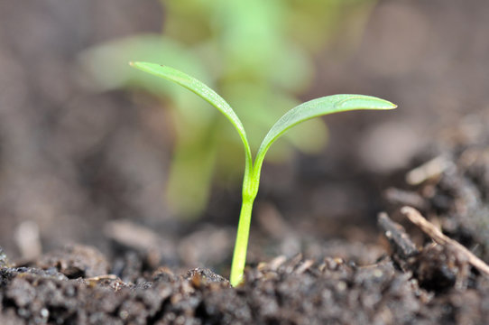 Plantule Images – Browse 8 Stock Photos, Vectors, and Video | Adobe Stock