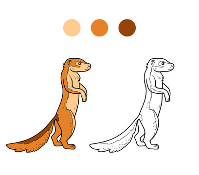 รูปภาพXerus – เลือกดูภาพถ่ายสต็อก เวกเตอร์ และวิดีโอ1,752 | Adobe Stock