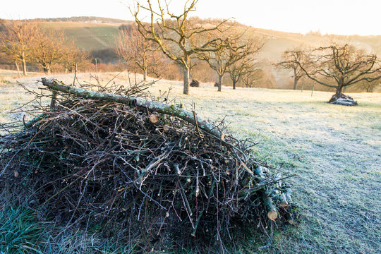 Reisig Bilder – Durchsuchen 2,141 Archivfotos, Vektorgrafiken und ...