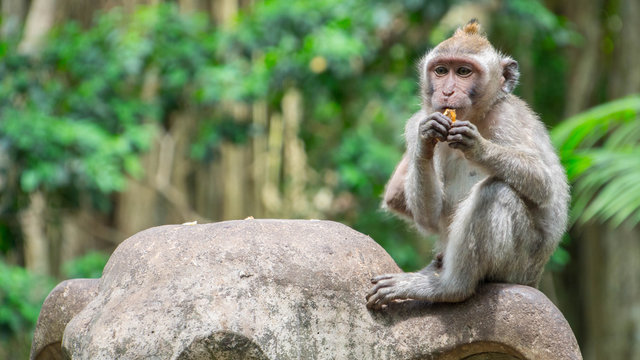 Affenbaby bilder – Bläddra bland 715 stockfoton, vektorer och videor ...