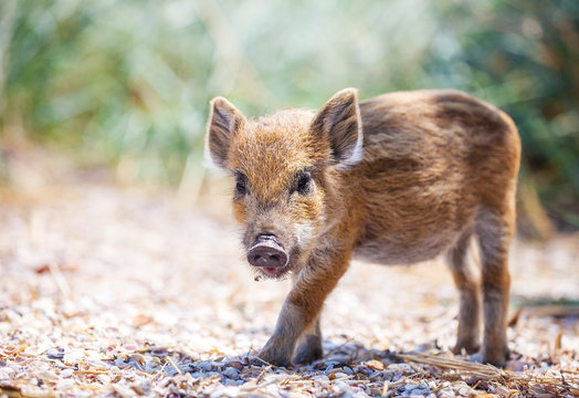 Baby Boar Botan