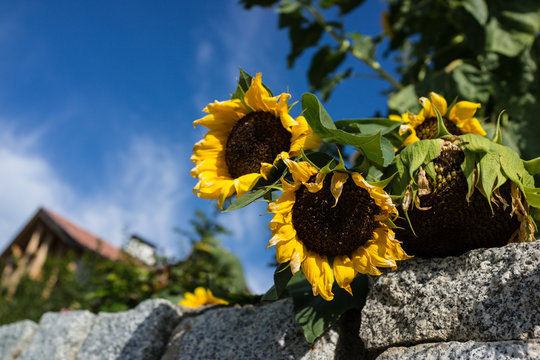 「Blumme」の写真素材 | 122件の無料イラスト画像 | Adobe Stock