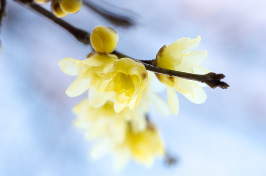 Wintersweet Images – Browse 5,325 Stock Photos, Vectors, and Video ...