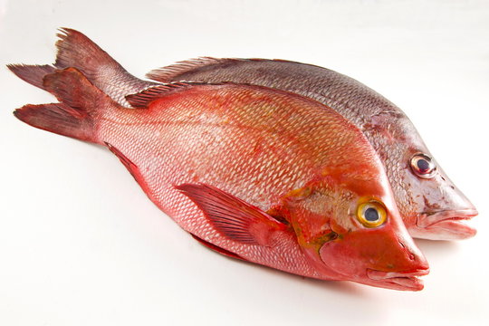 Red Snapper Images – Browse 11,072 Stock Photos, Vectors, and Video ...