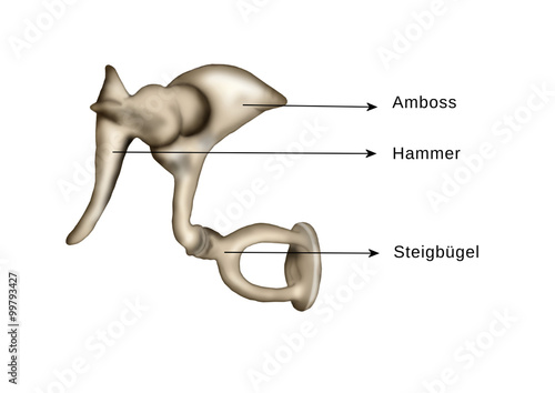 "gehoerknoechelchen im ohr" Stockfotos und lizenzfreie Bilder auf ...