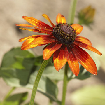 รูปภาพFarden – เลือกดูภาพถ่ายสต็อก เวกเตอร์ และวิดีโอ176 | Adobe Stock