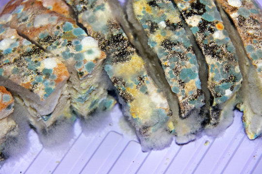 Neurospora On Bread