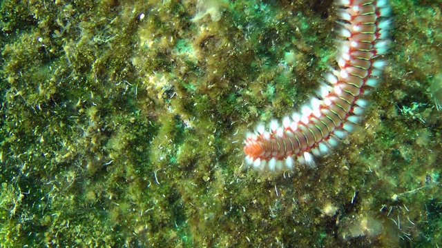 Fireworm bilder – Bläddra bland 717 stockfoton, vektorer och videor ...