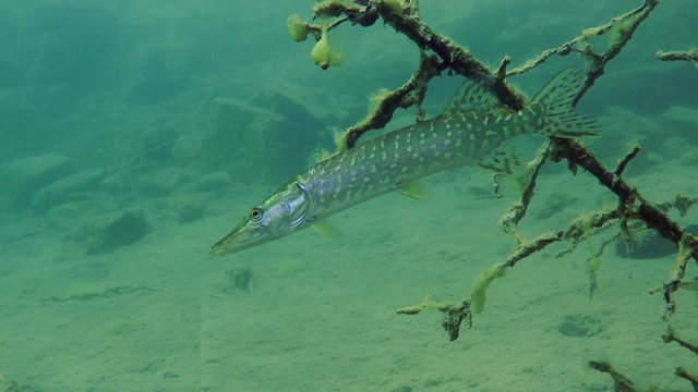 "Northern Pike" Bilder – Durchsuchen 8,462 Archivfotos, Vektorgrafiken ...