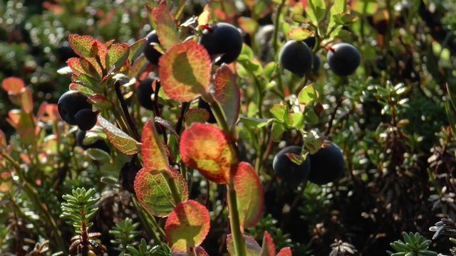 Crowberry Images – Browse 968 Stock Photos, Vectors, and Video | Adobe ...
